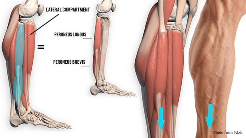 Proko - How to Draw the Lower Leg – Anatomy for Artists