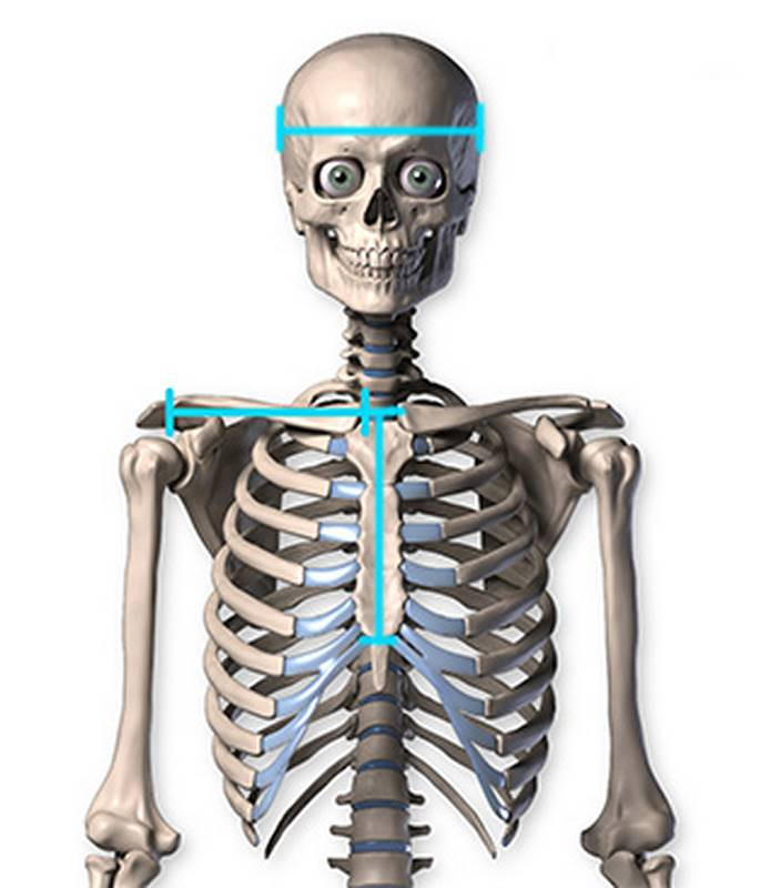 Proko - Anatomy of the Shoulder Bones