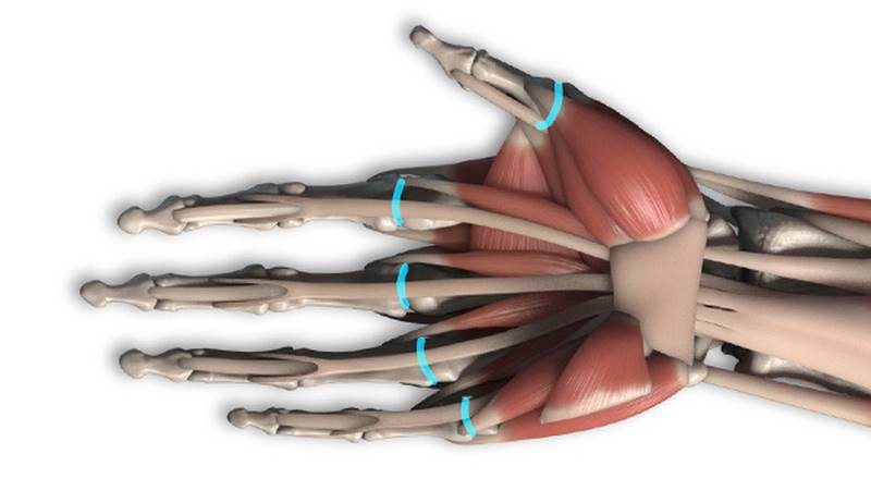 Proko - How to Draw Hands – Muscle Anatomy of the Hand