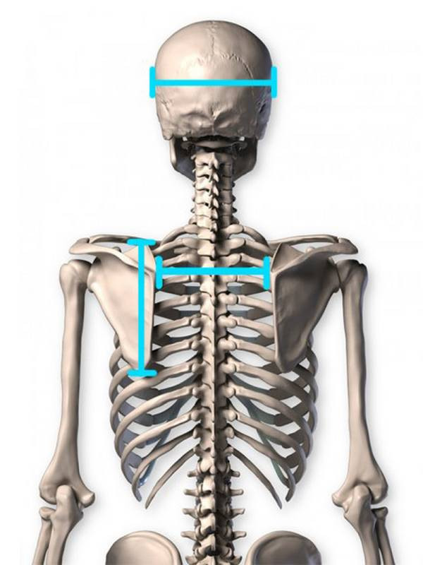 Proko - Anatomy of the Shoulder Bones