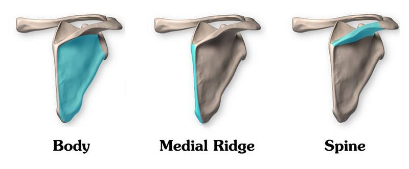 Proko - Anatomy of the Shoulder Bones