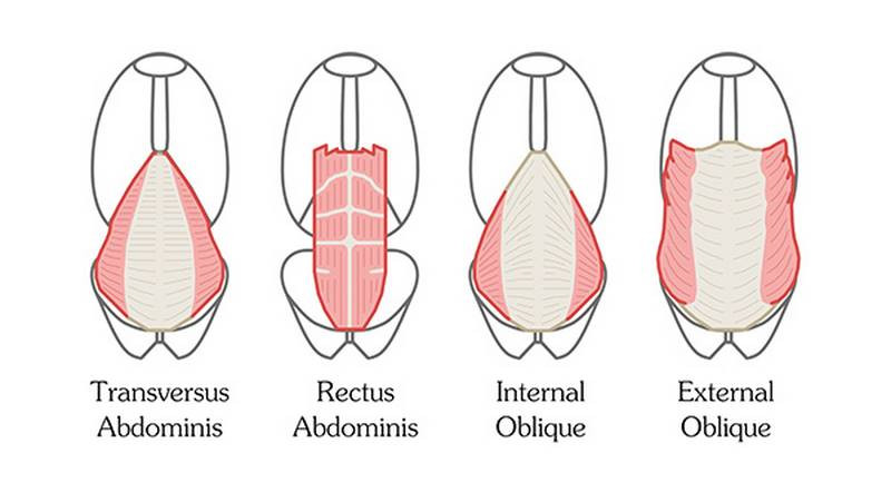 Proko - How to Draw Abs – Anatomy