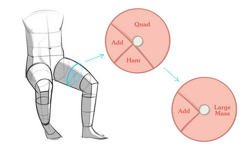 Proko - How to Draw Legs – The Adductors