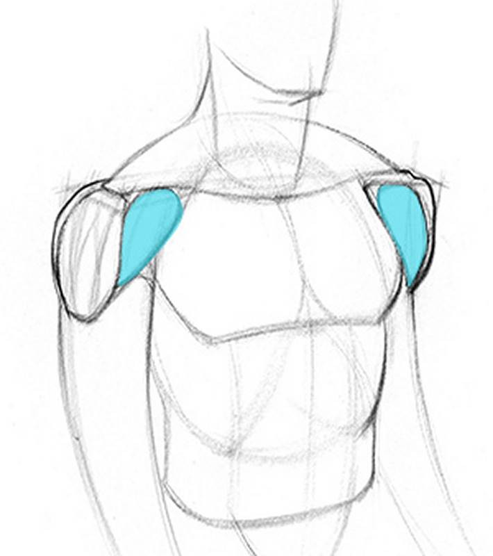 Proko - How to Draw Deltoids – Anatomy for Artists