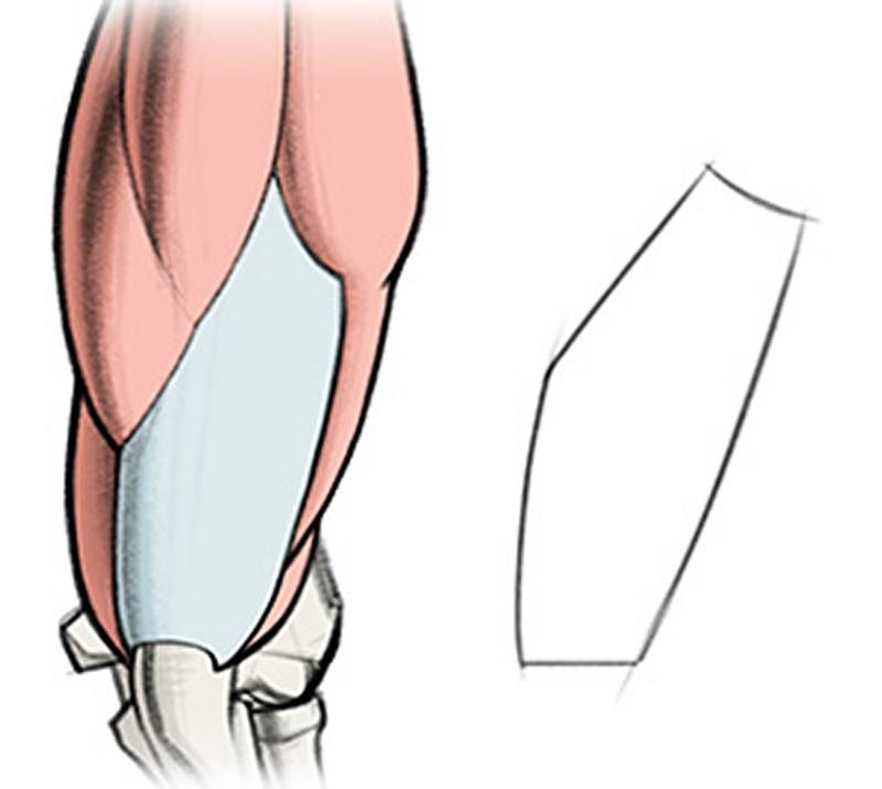 Proko - How to Draw Triceps – Anatomy for Artists