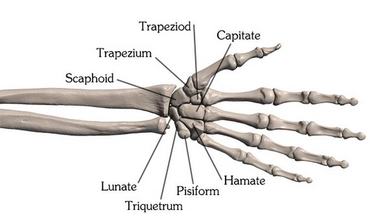 Proko - How to Draw Hand Bones – Anatomy for Artists