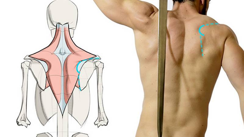Proko - How to Draw Upper Back Muscles – Form