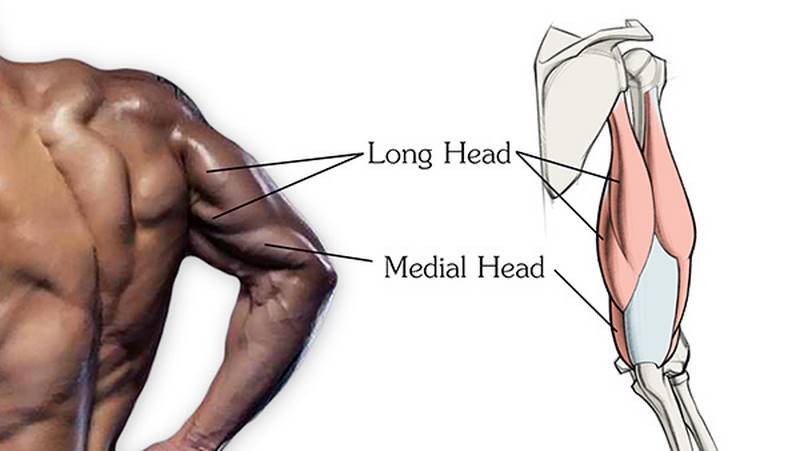 Proko - How to Draw Triceps – Anatomy for Artists