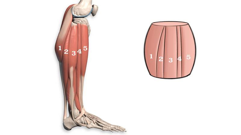 Proko - How to Draw the Lower Leg – Anatomy for Artists