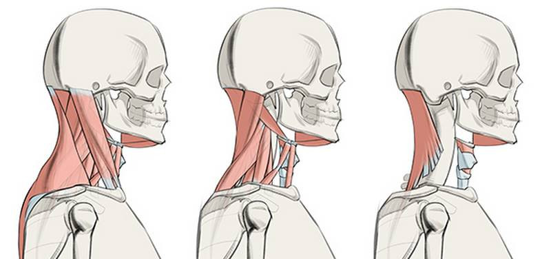 Proko - How to Draw Neck Muscles – Anatomy and Motion