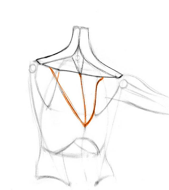 Proko - How to Draw the Shoulder Bones