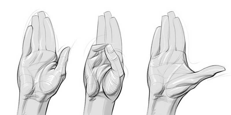 Proko - How to Draw Hands – Muscle Anatomy of the Hand