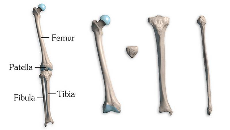 Proko - How to Draw Legs – Bone Anatomy for Artists