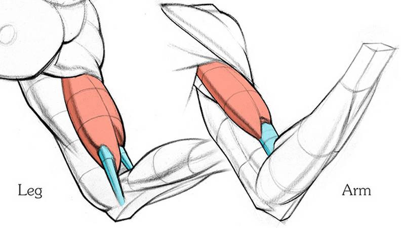 Proko - 8 Minutes to Better Leg Drawings – Hamstring Muscles