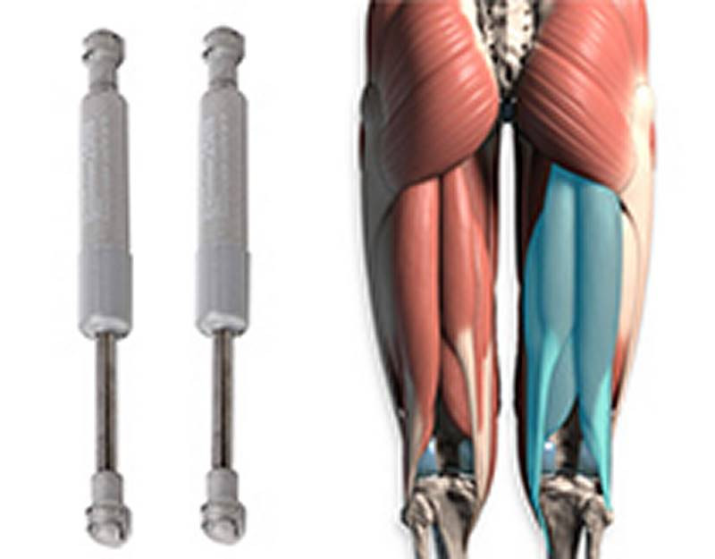 Proko - 8 Minutes to Better Leg Drawings – Hamstring Muscles