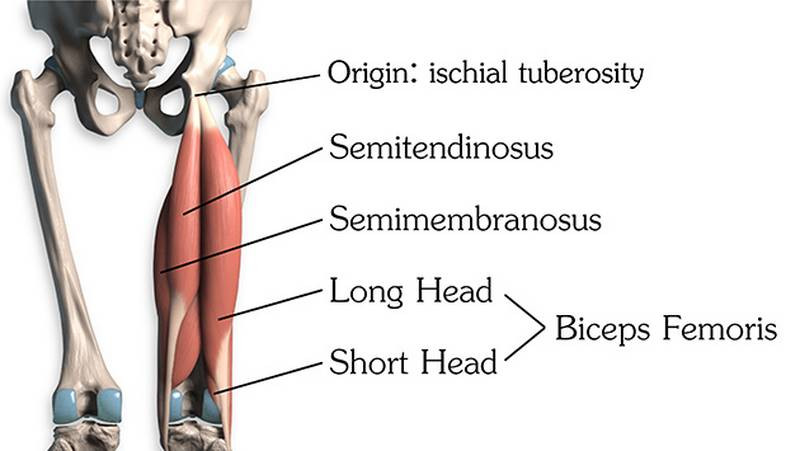 Proko - 8 Minutes to Better Leg Drawings – Hamstring Muscles