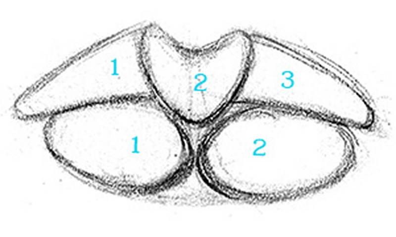 Proko - How to Draw Lips – Anatomy and Structure