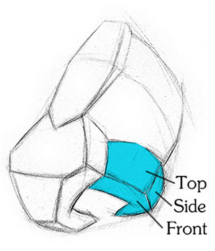 Proko - How to Draw a Nose – Anatomy and Structure