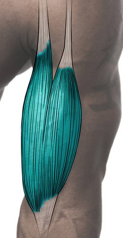 Proko - How to Design Muscles and Tendon