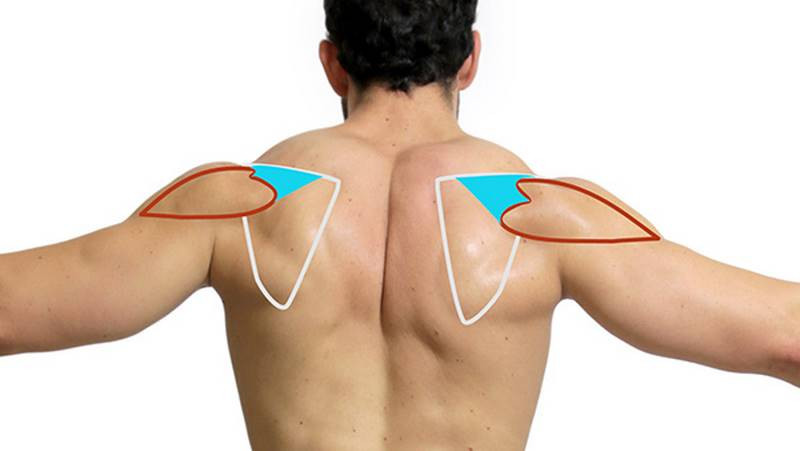 Proko - How to Draw Deltoids – Anatomy for Artists