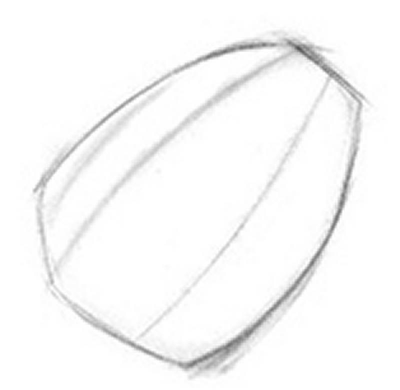 Proko - How to Draw the Rib Cage