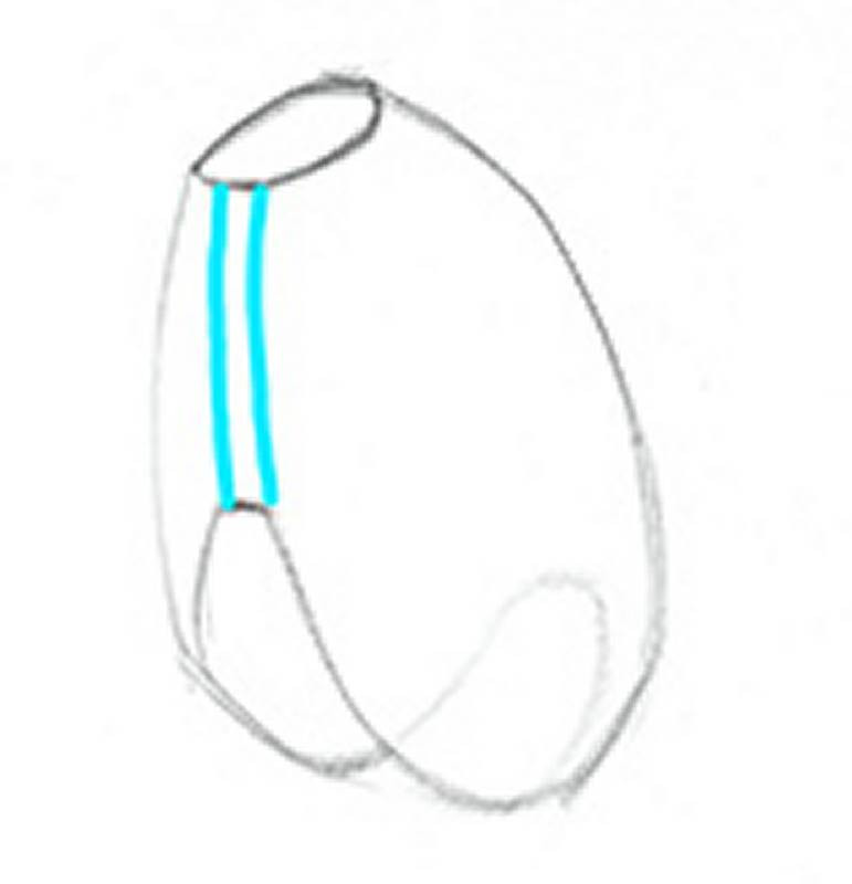 Proko - How to Draw the Rib Cage