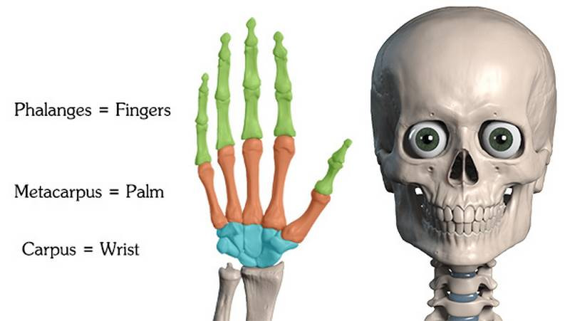 Proko - How to Draw Hand Bones – Anatomy for Artists