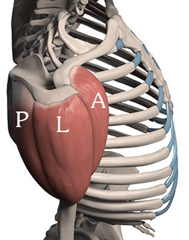 Proko - How to Draw Deltoids – Anatomy for Artists