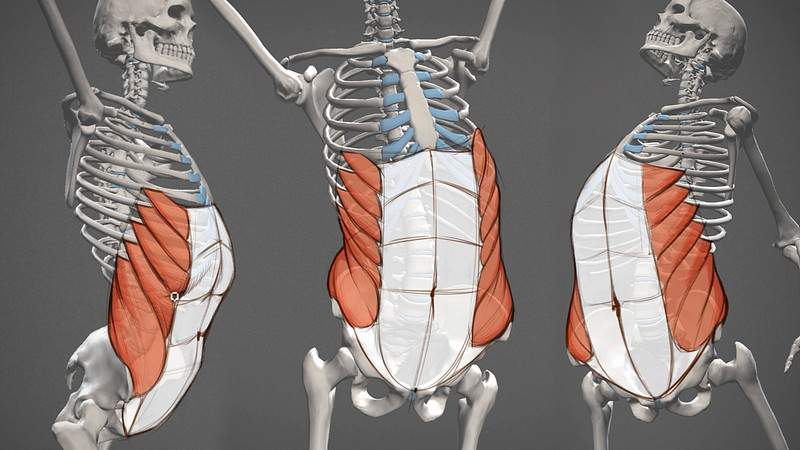 Proko - Obliques Assignment Examples Part 2 - Draw Skelly