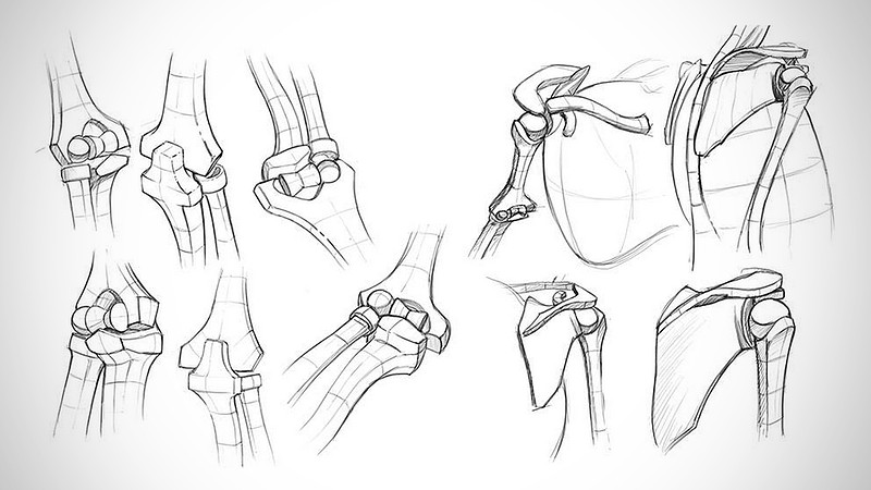 Proko - Anatomy Critiques – Types of Joints