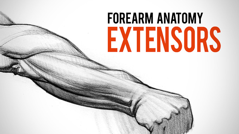 Proko - Anatomy of the Extensors
