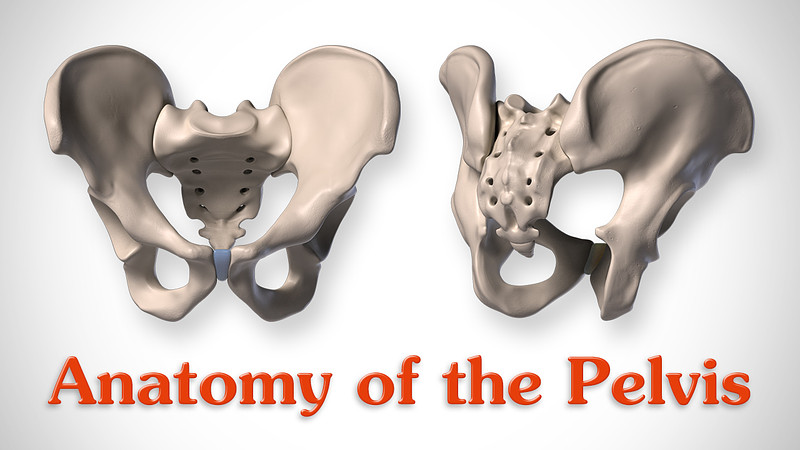 Proko - Anatomy of the Pelvis