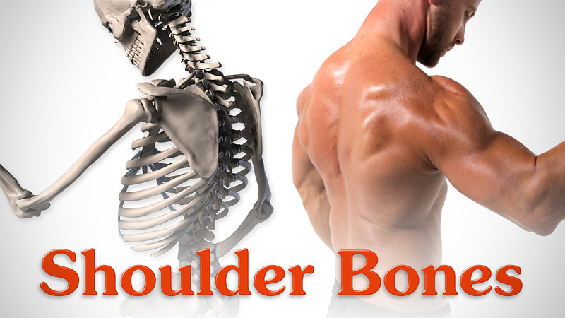 Proko - Anatomy of the Shoulder Bones