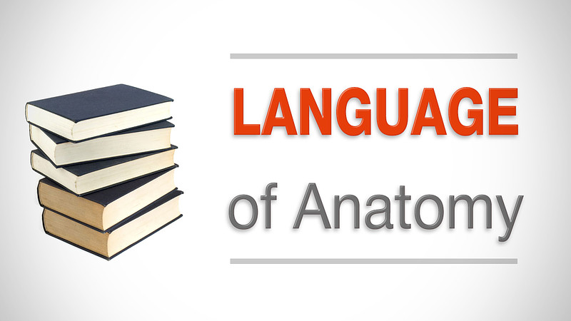 Proko - The Language of Anatomy