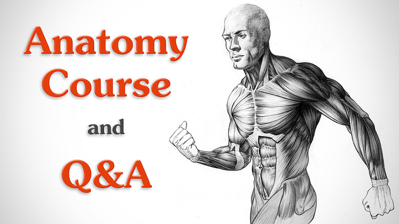 Proko - Announcement – Anatomy Course and Live Q&A Hangout