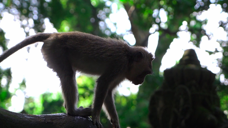 Proko - Ape Reference 1