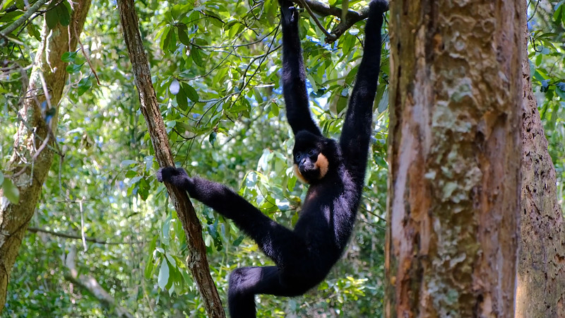 Proko - Ape Reference 11