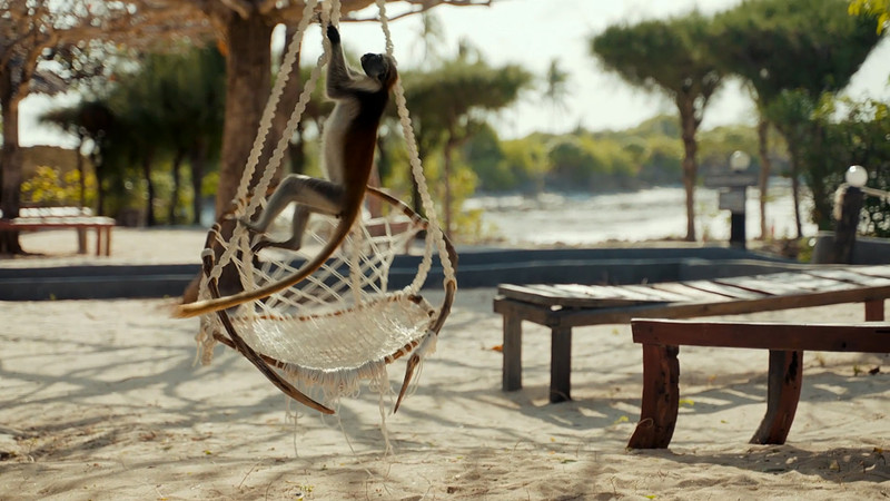 Proko - Ape Reference 12