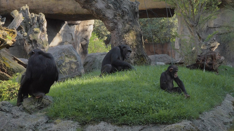 Proko - Ape Reference 14