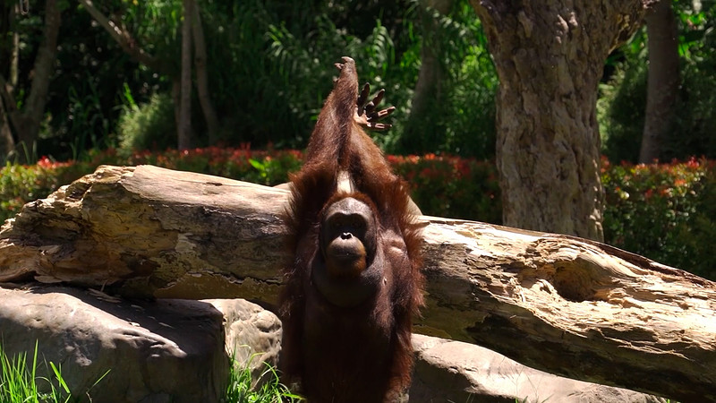 Proko - Ape Reference 15