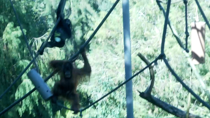 Proko - Ape Reference 16