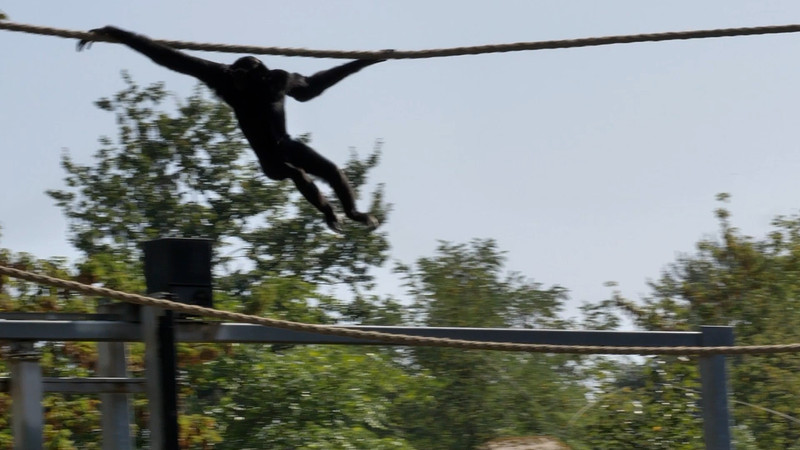 Proko - Ape Reference 17