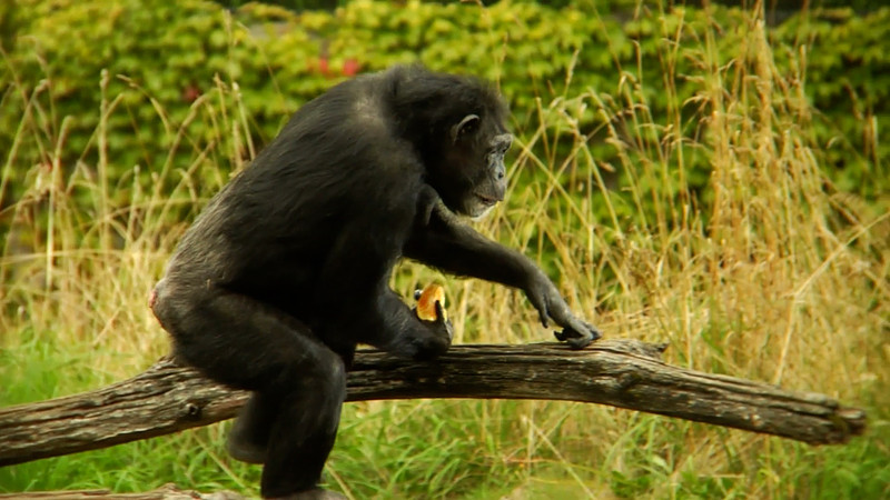 Proko - Ape Reference 18