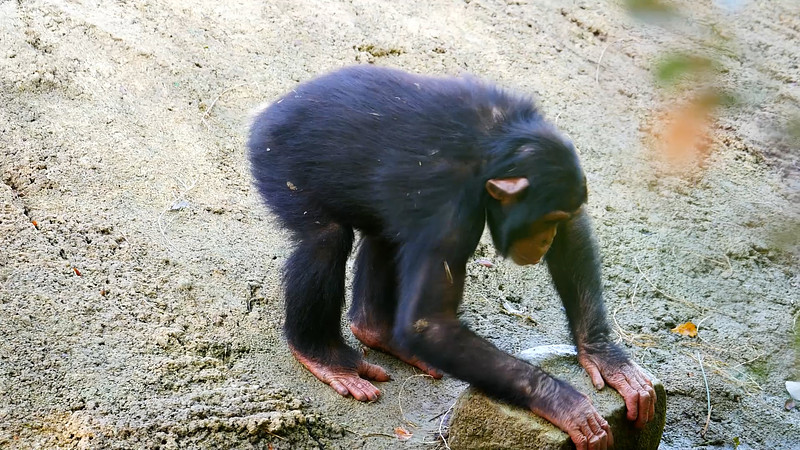 Proko - Ape Reference 20