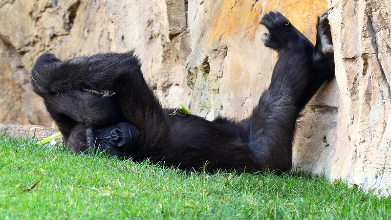 Proko - Ape Reference 21