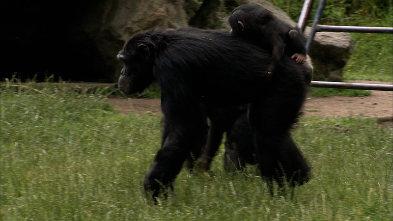 Proko - Ape Reference 22