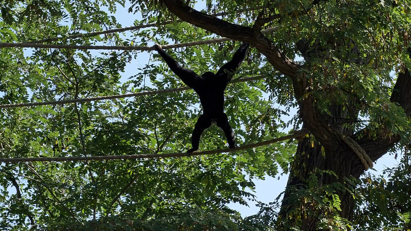 Proko - Ape Reference 24