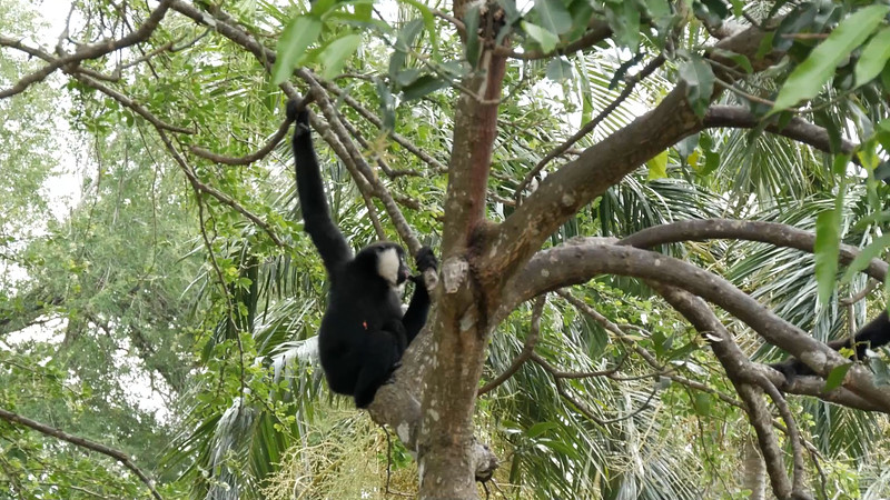 Proko - Ape Reference 27