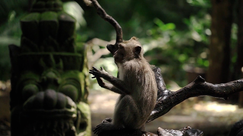 Proko - Ape Reference 3