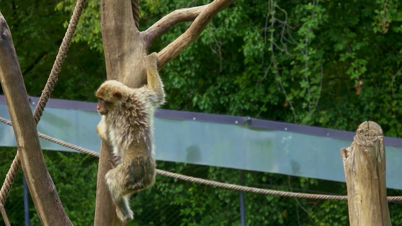 Proko - Ape Reference 28